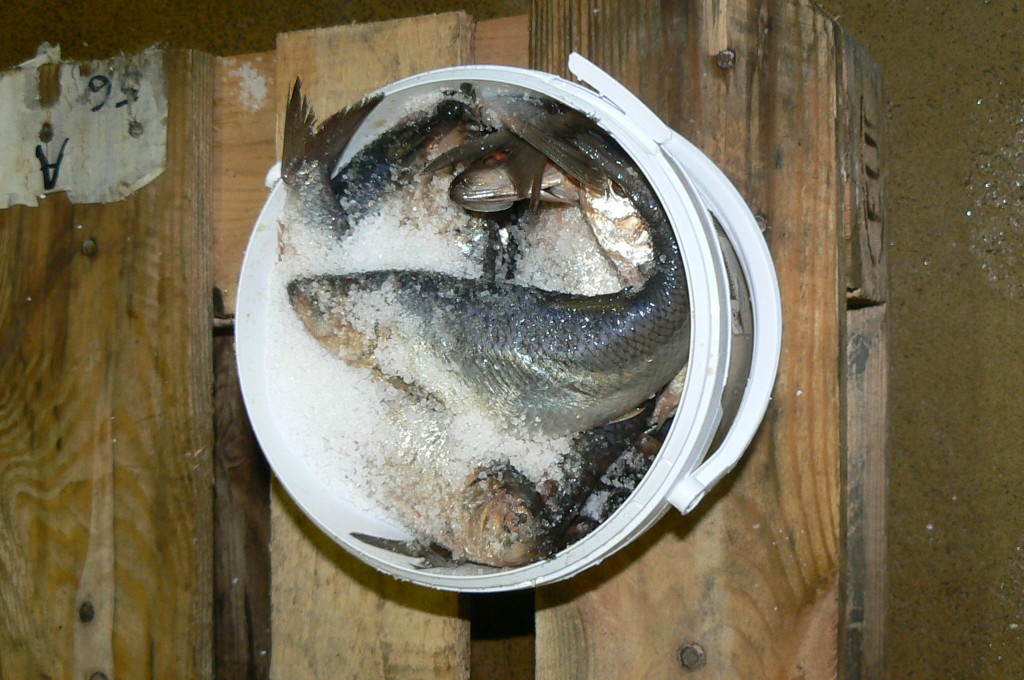 Harengs salés seau de 2.5kg à 10 kg - Corrue Salaisons et Fumaisons